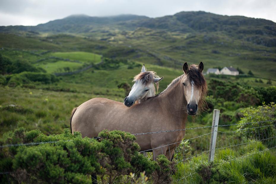 Fall in Love with Ireland in just 13 Pictures | Try Somewhere New