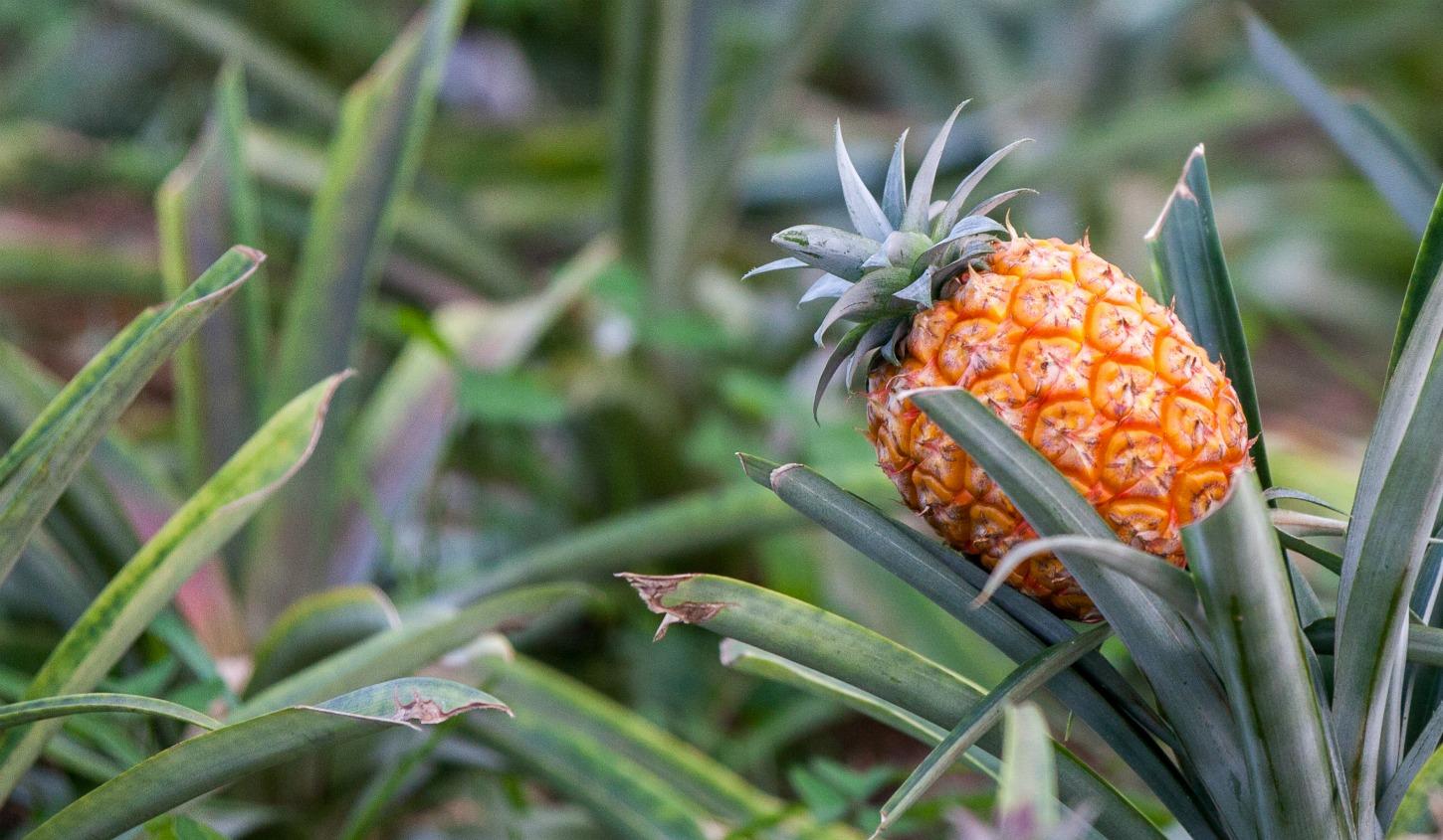 Eating Azores:Food and Drink you Have to Try
