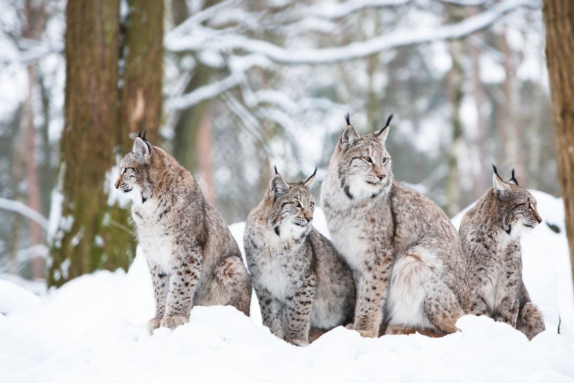 The Best Wildlife Holidays in Europe